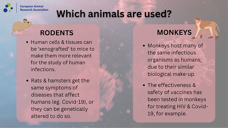 Why are animals used in infectious disease research?